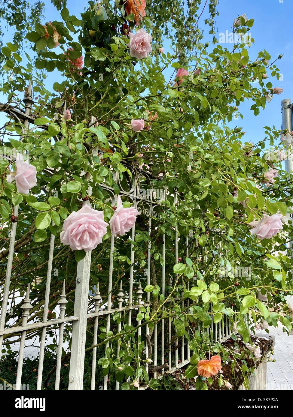 Roses plants hi-res stock photography and images - Alamy