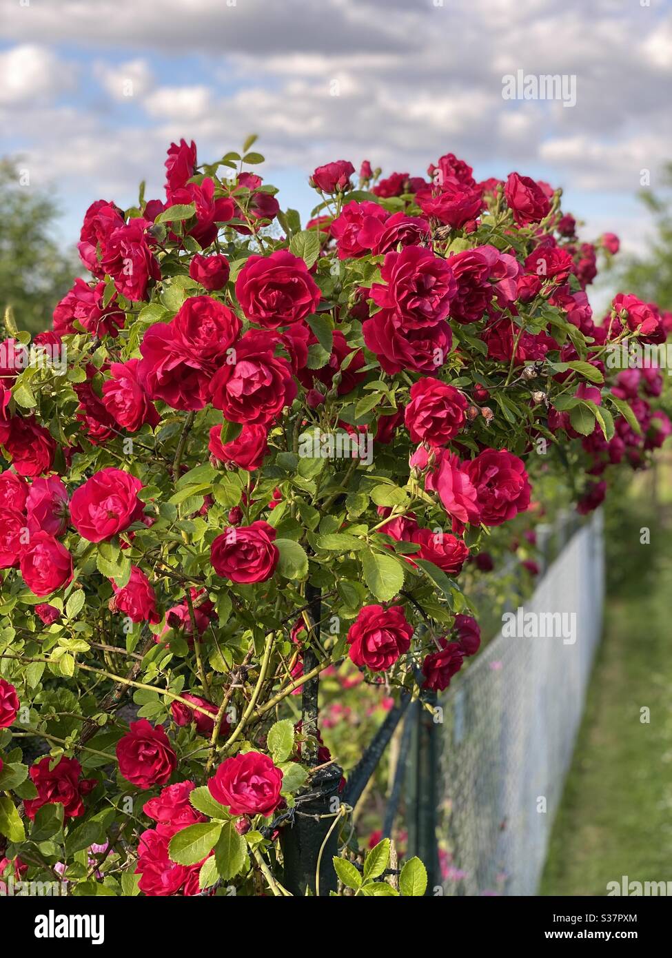Plant bushes hi-res stock photography and images - Alamy