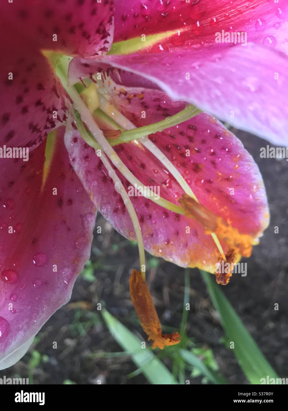 Speckled pink lily hi-res stock photography and images - Alamy