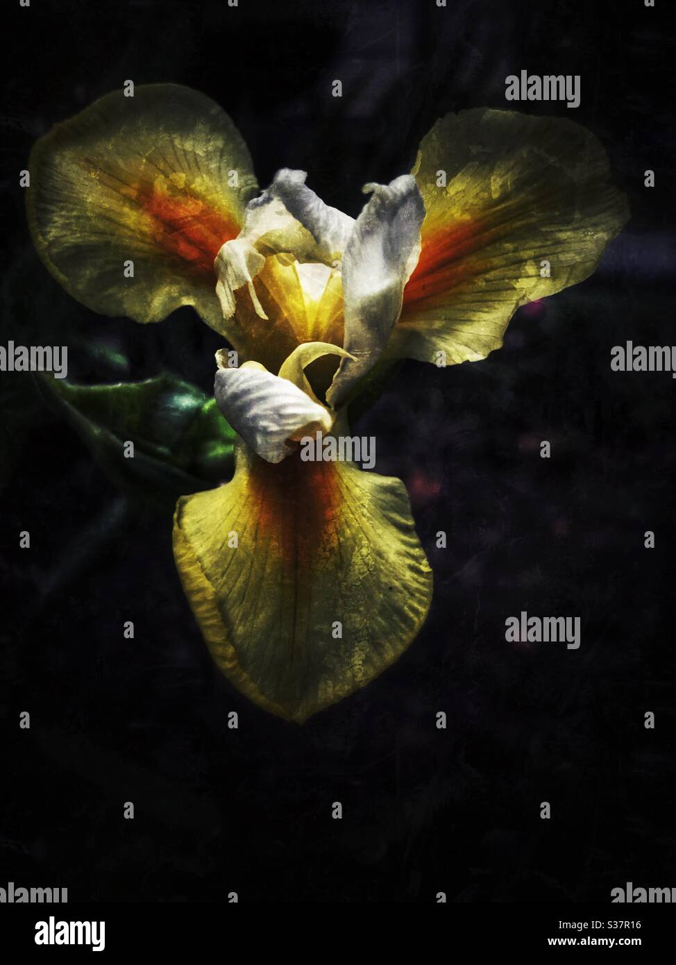 Fiery bloom hi-res stock photography and images - Alamy