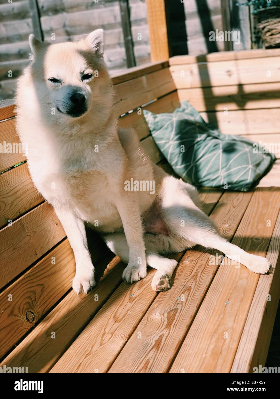 Seating dog hi-res stock photography and images - Alamy