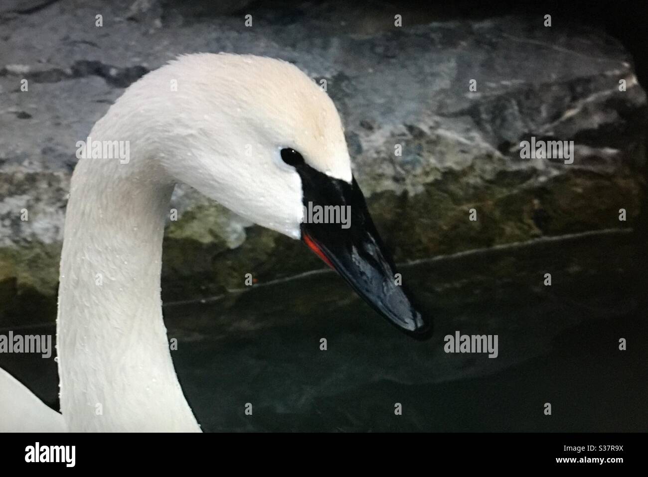 North American Birds, Birds of North America ,Trumpeter swan, bird ...