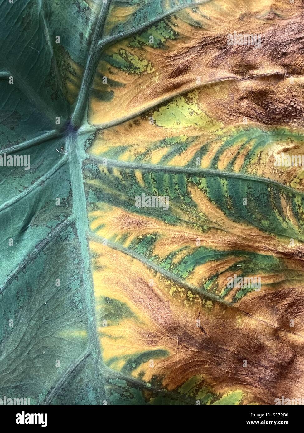 Plant leaf background with changing leaf colors, textures and patterns ...