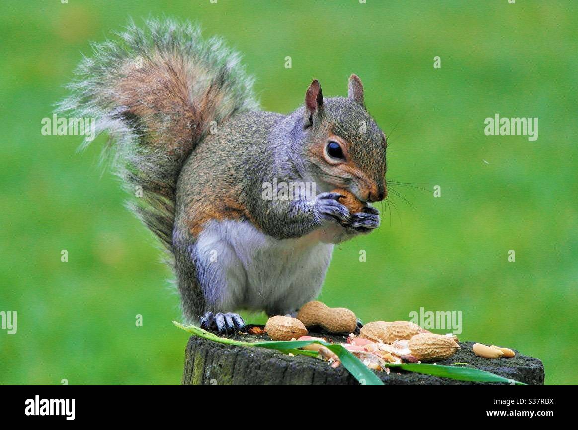 A Grey Squirrel eating nuts at country park Stock Photo - Alamy