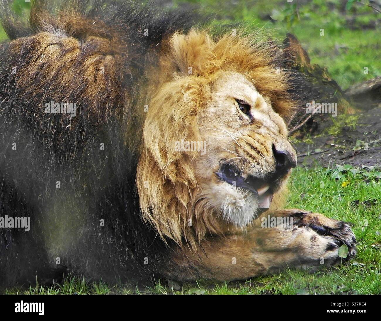 Lions lunch hi-res stock photography and images - Alamy