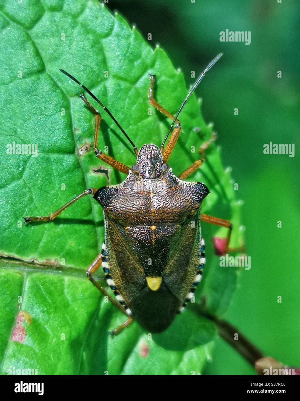 Red legged shieldbug forest bug pentatoma hi-res stock photography and ...