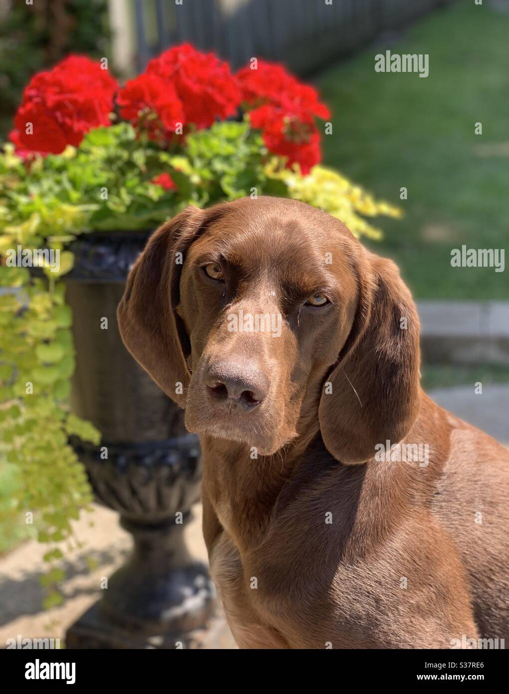 Colour burst hi-res stock photography and images - Alamy