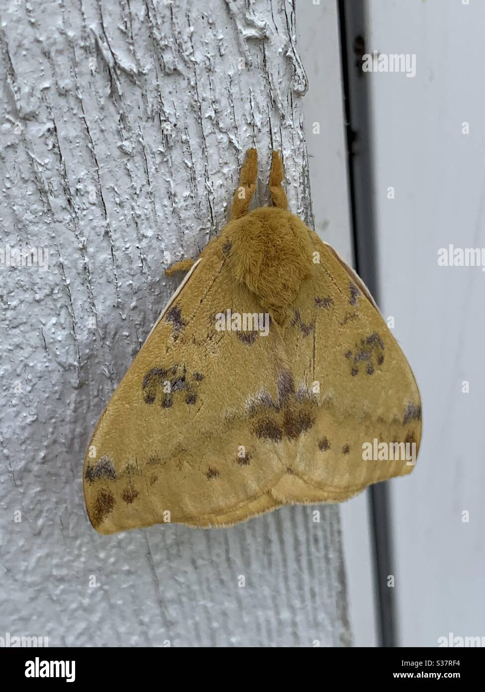 Wings texture hi-res stock photography and images - Alamy