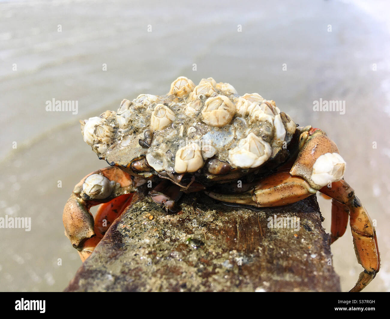 Mr crabs hi-res stock photography and images - Alamy