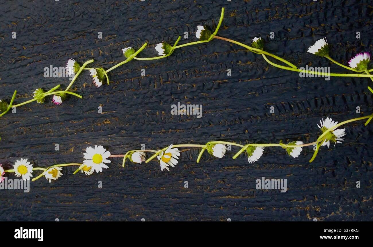 Daisy chain hi-res stock photography and images - Alamy