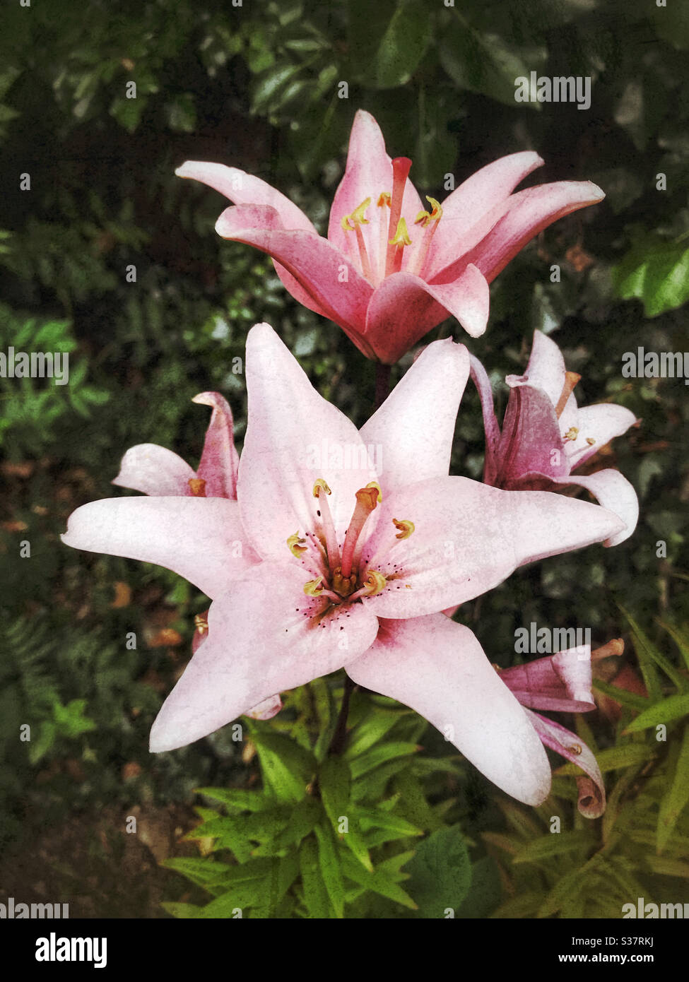 Lilies pink garden hi-res stock photography and images - Alamy