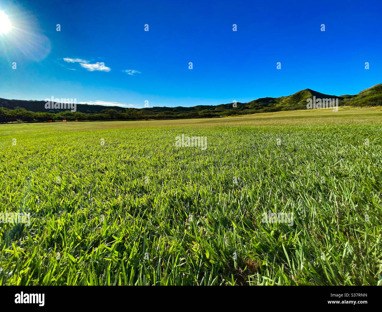 Diamond Grass High Resolution Stock Photography and Images - Alamy