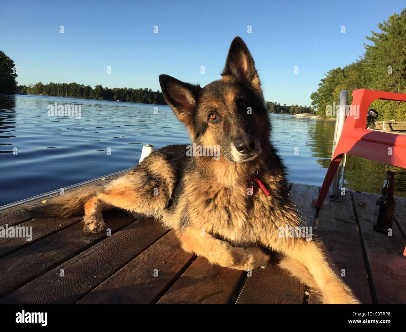 Animals dock hi-res stock photography and images - Alamy