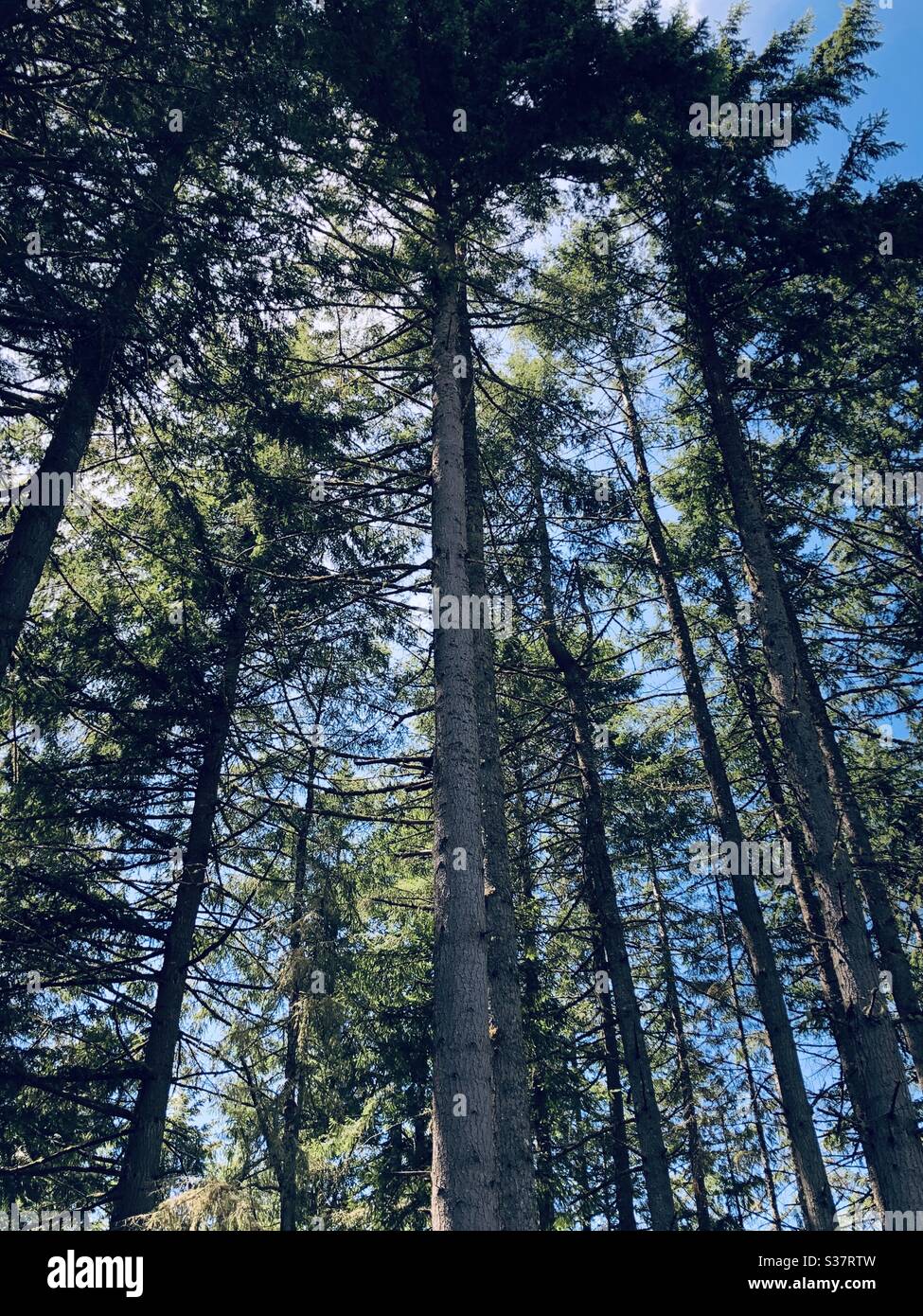 Tall green trees with sky hi-res stock photography and images - Alamy