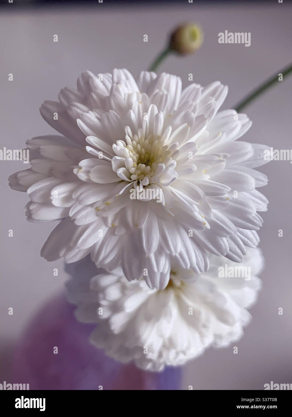 Fresh cut daisies hi-res stock photography and images - Alamy