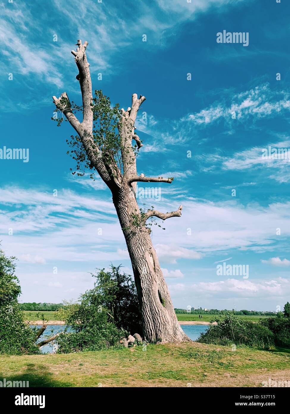 Tree cut back hi-res stock photography and images - Alamy