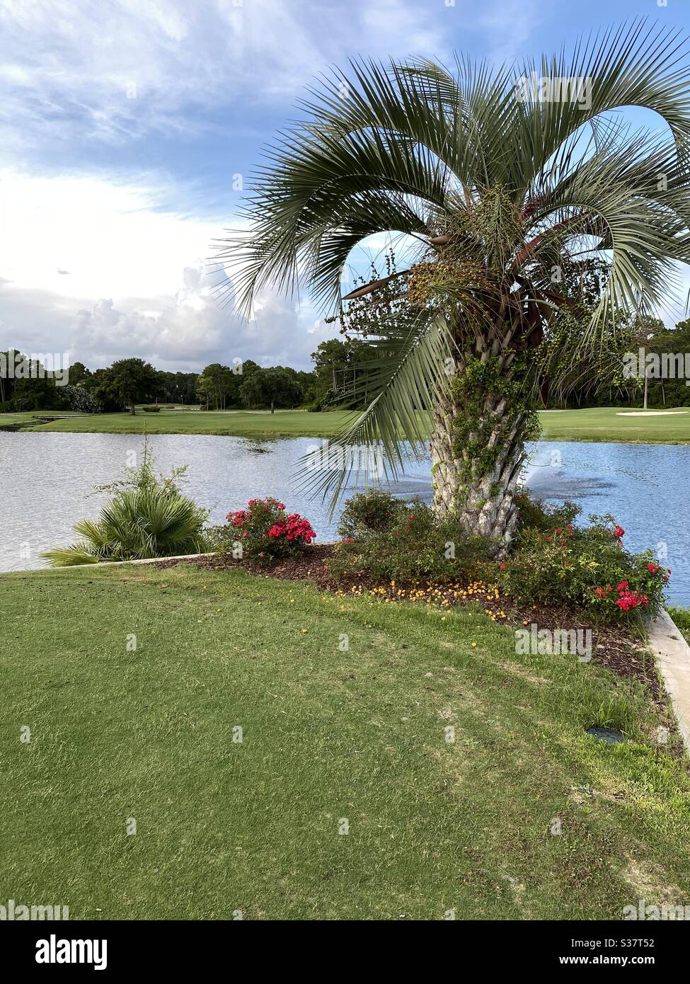 Pond tropical palm view hi-res stock photography and images - Alamy