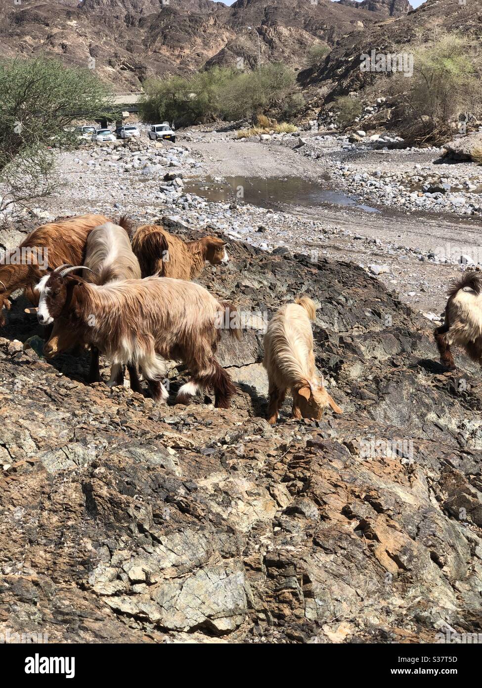 Goats Middle East High Resolution Stock Photography and Images - Alamy