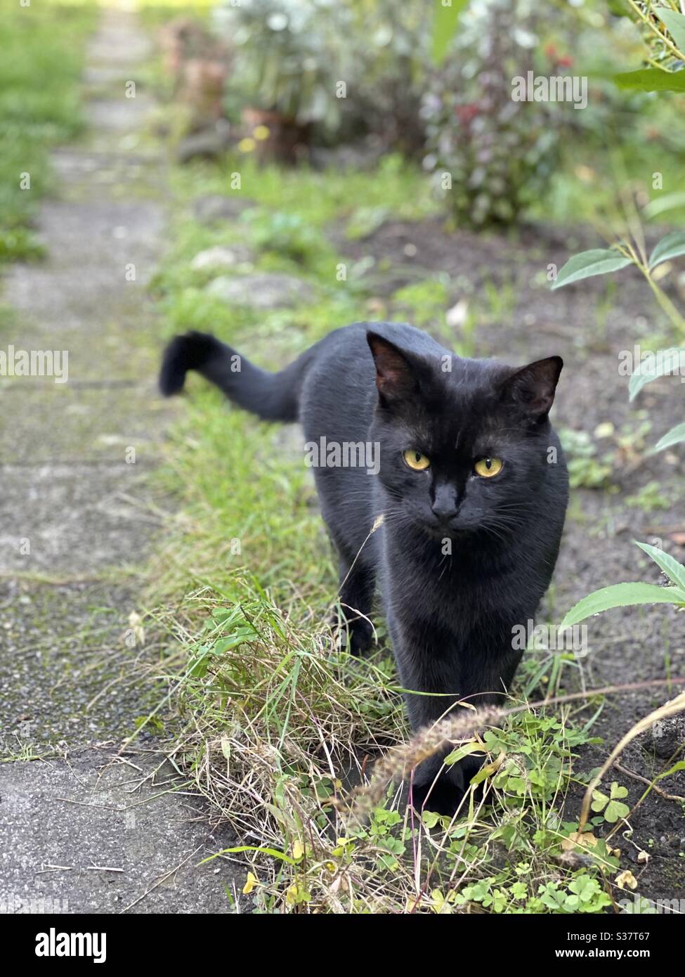 Cat hunting garden hi-res stock photography and images - Alamy