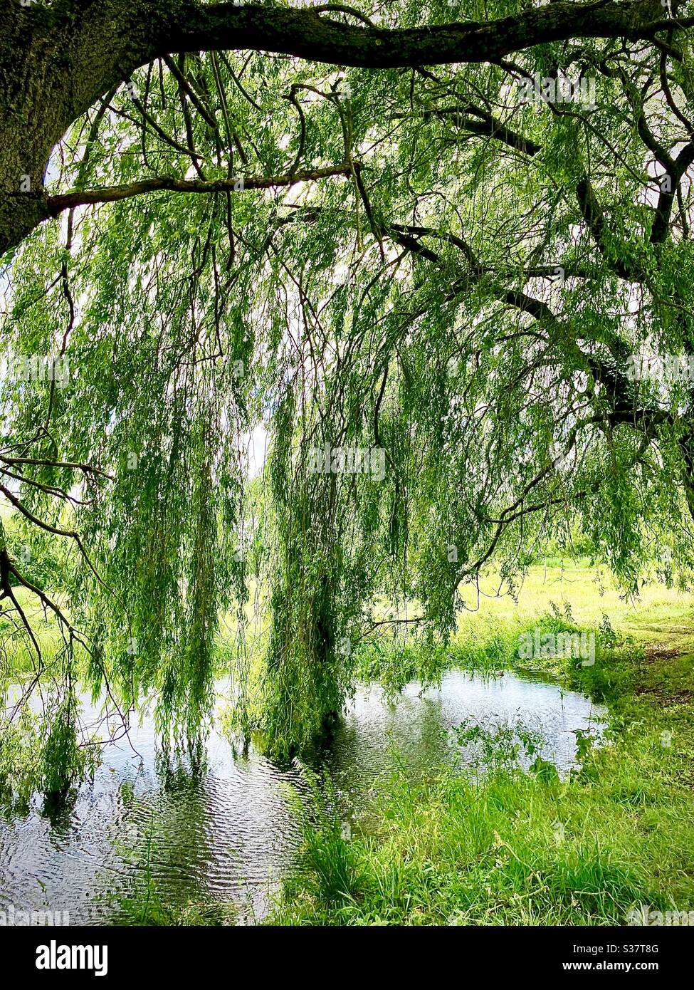 Tree branches hanging over water hi-res stock photography and images ...