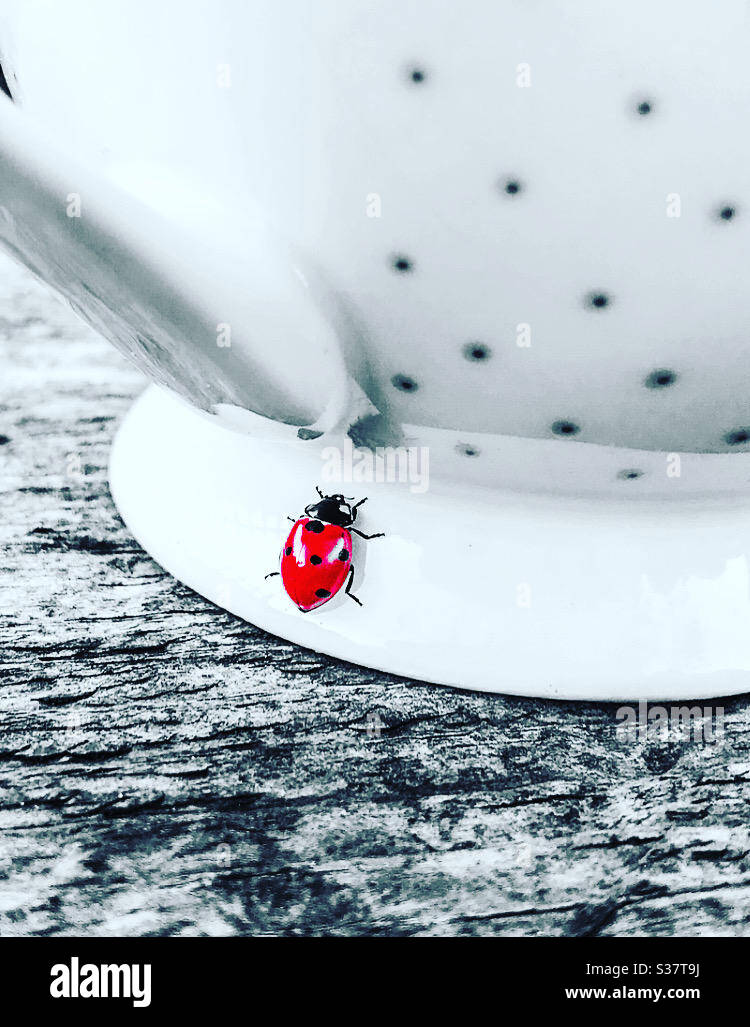 Ladybug on mug hi-res stock photography and images - Alamy