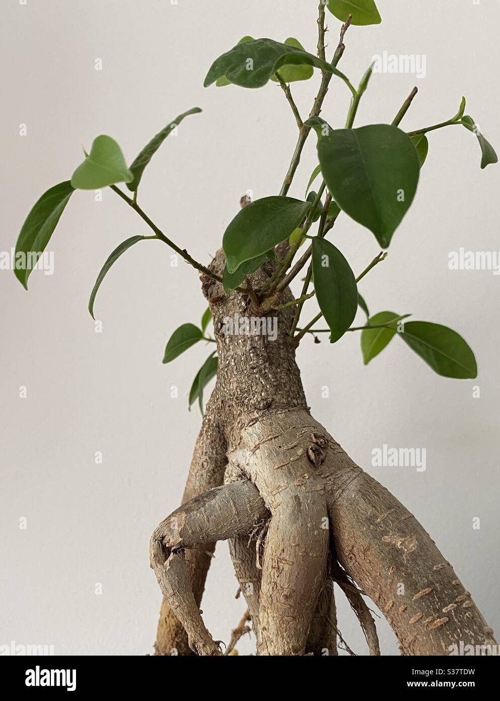 Human tree hi-res stock photography and images - Alamy