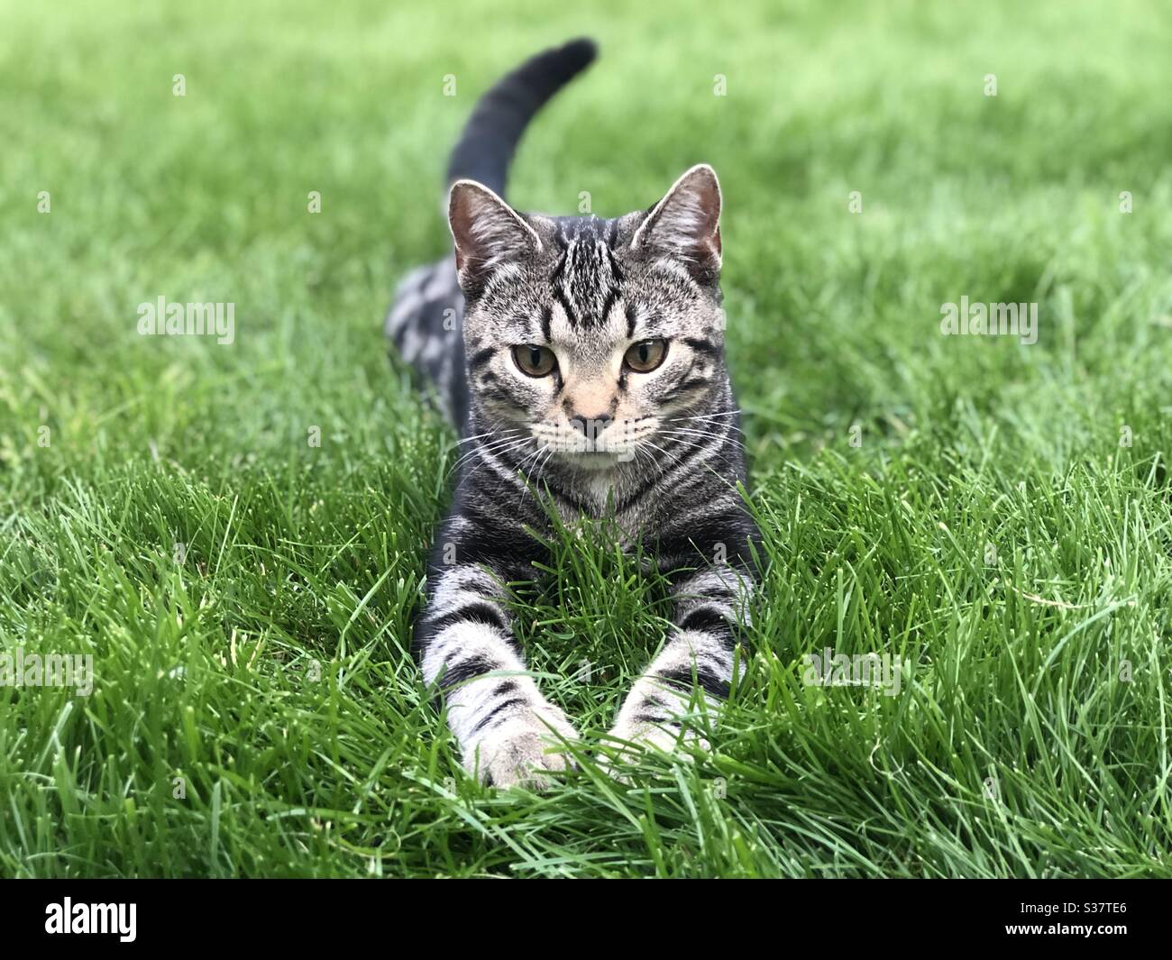 Pounce hi-res stock photography and images - Alamy