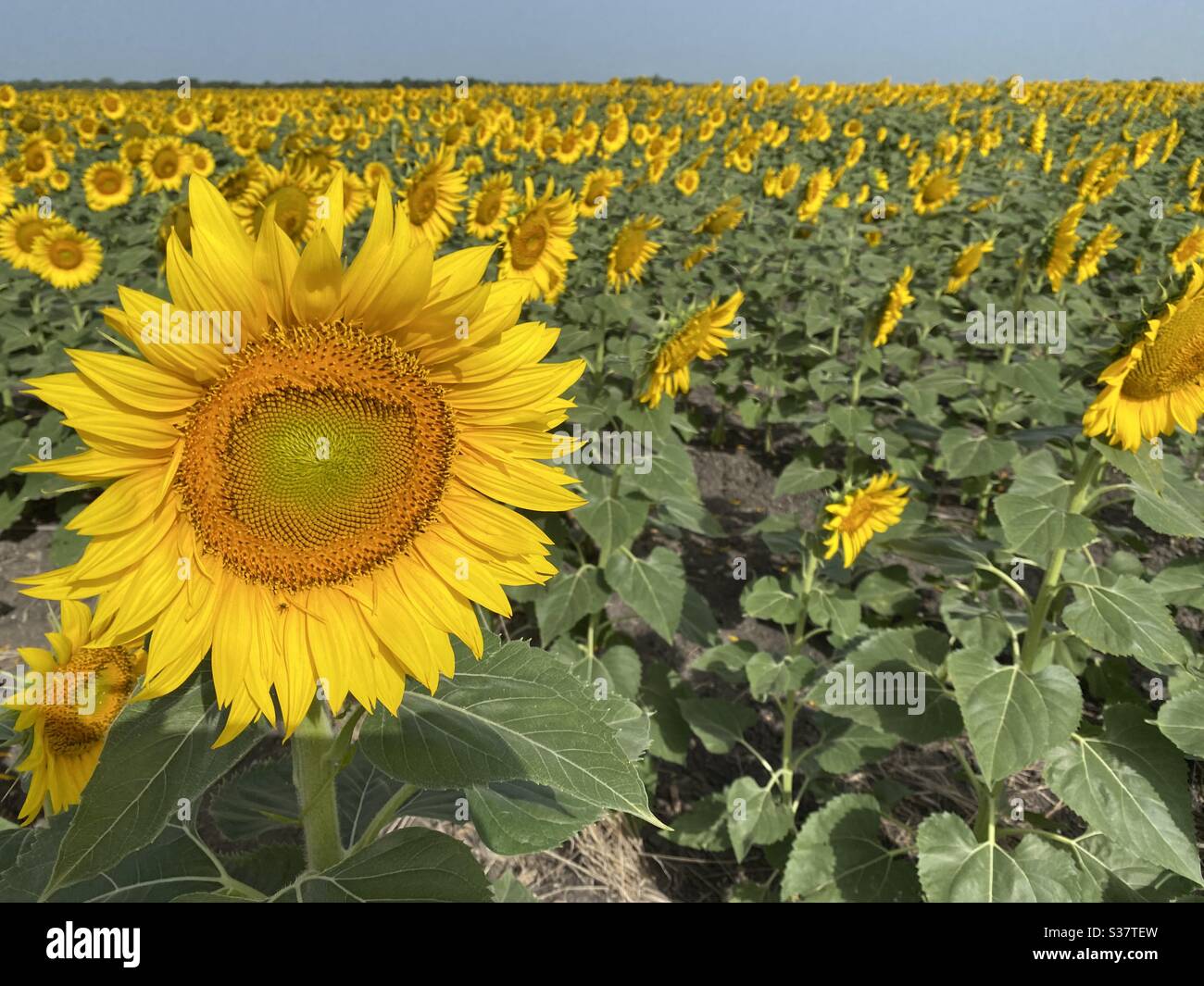 Sunflower Field during the Day Stock Photo - Alamy