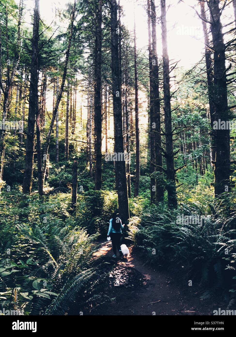 Hiking through the evergreen forest in pacific northwest Stock Photo ...