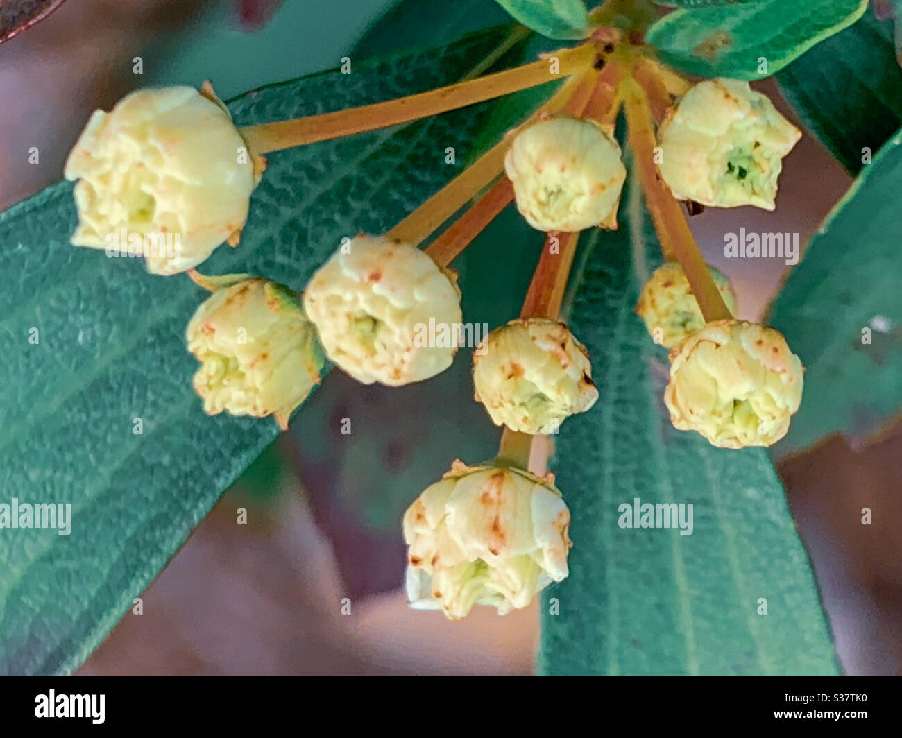 The buds of the May Bush about to bloom into tiny white Pom Pom like ...