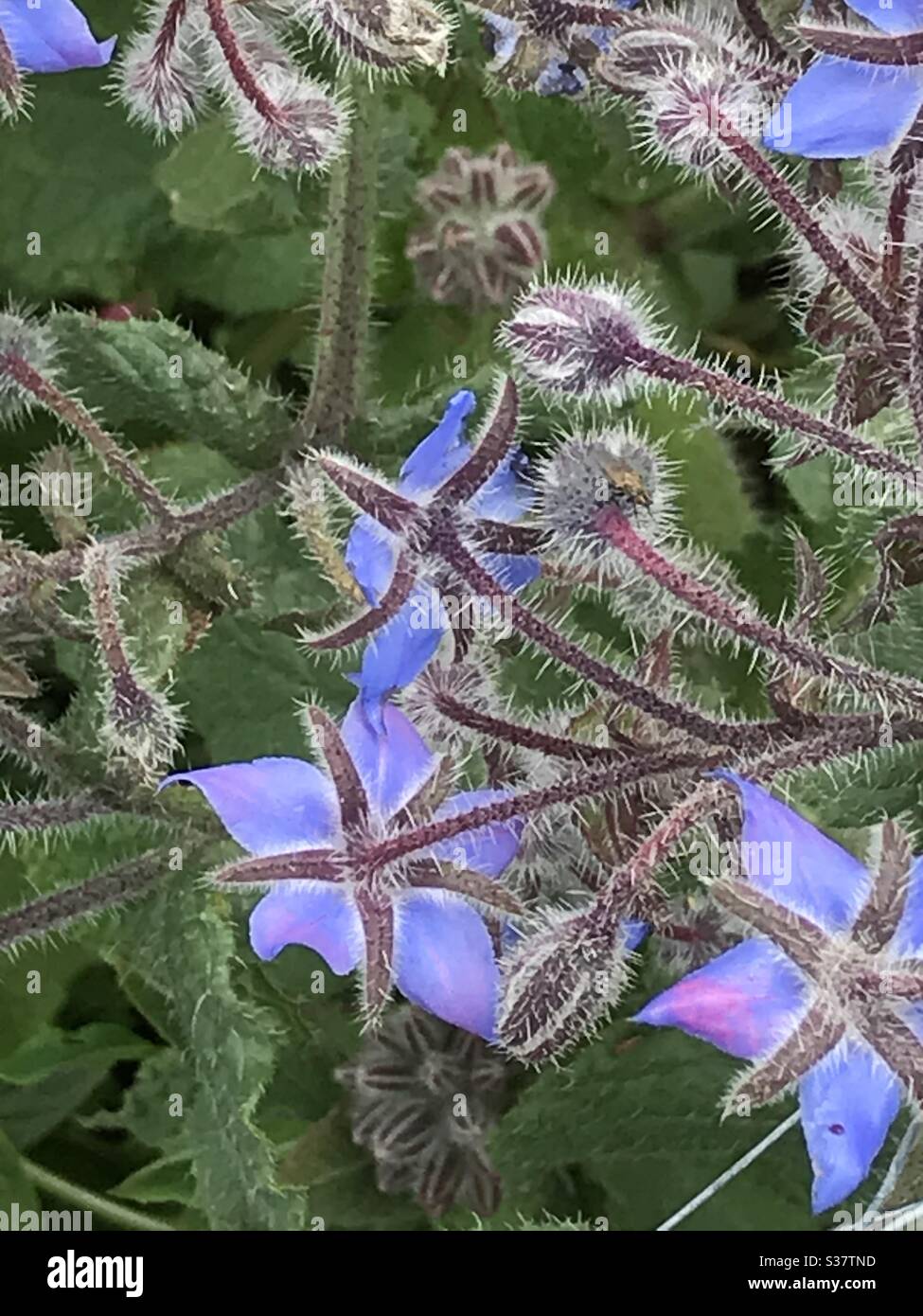 Beautiful borage hi-res stock photography and images - Alamy