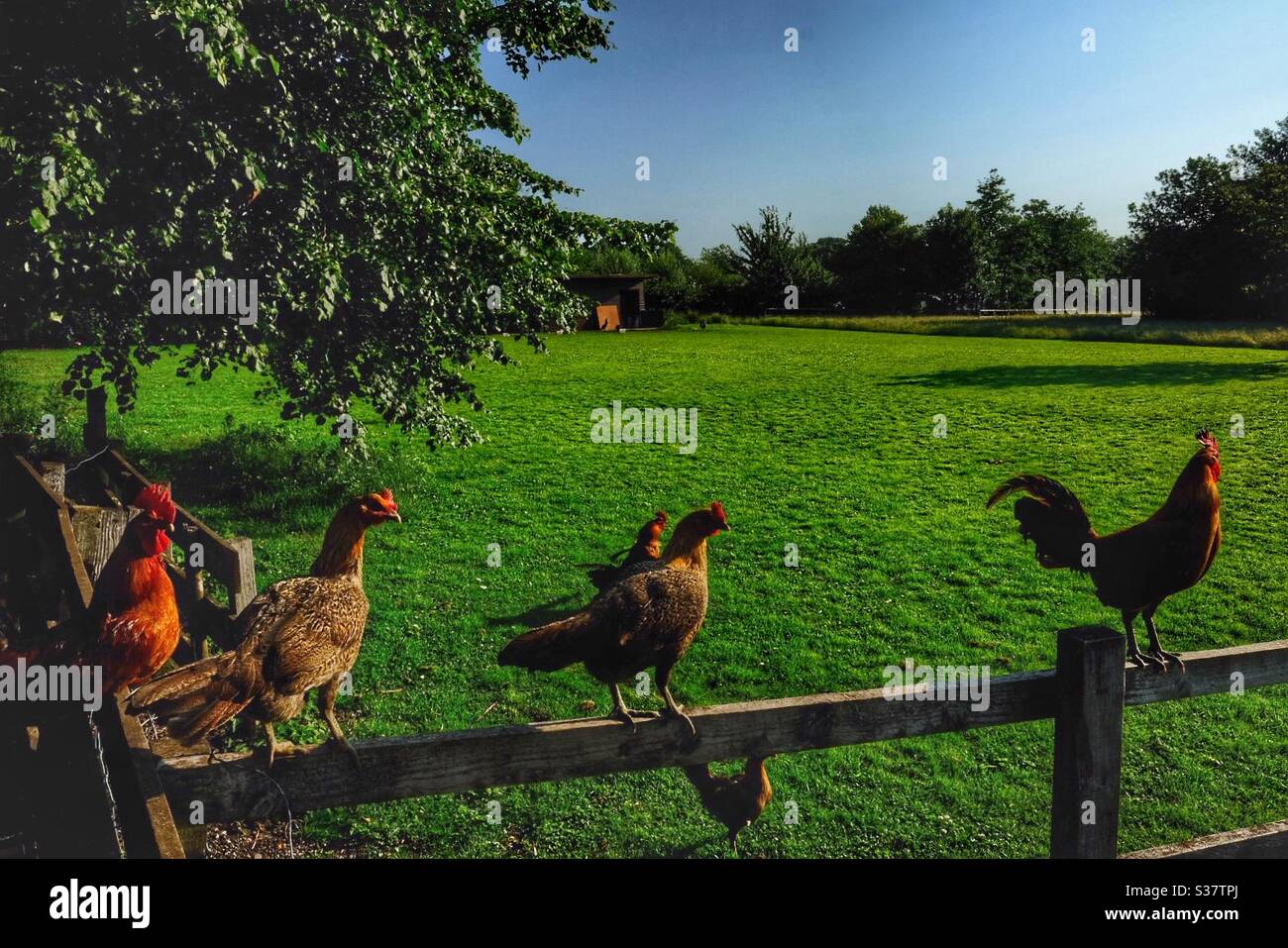 Cockerels hi-res stock photography and images - Alamy