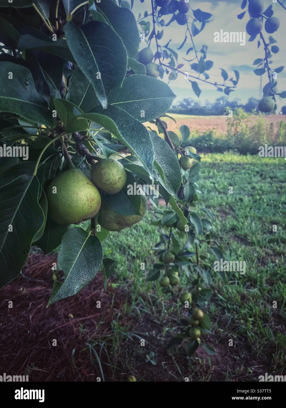 Fruit of the north hi-res stock photography and images - Alamy