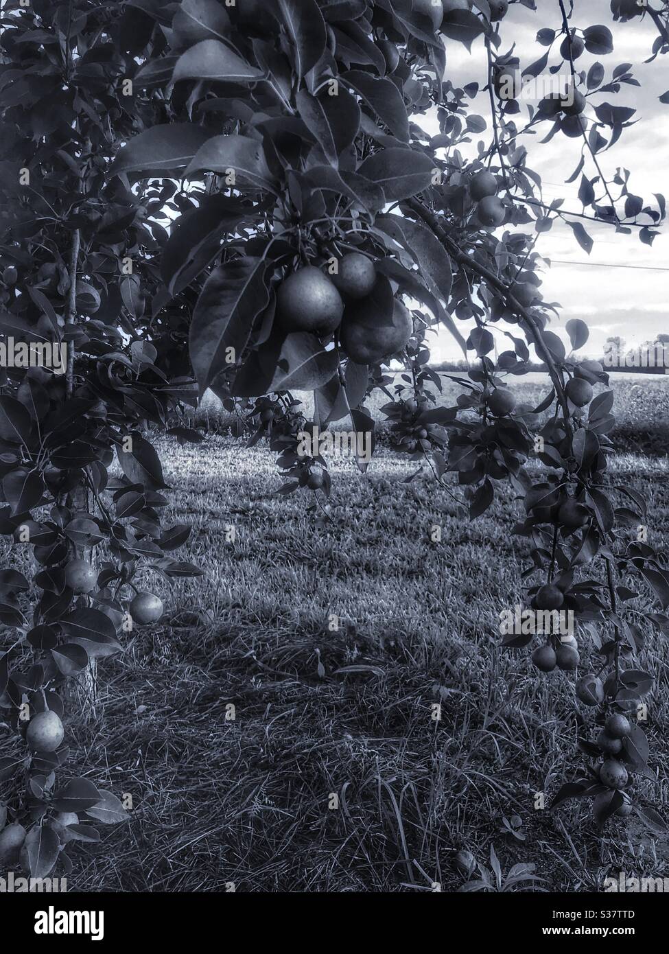 Black and white photo of drooping branch, laden with pears in North ...
