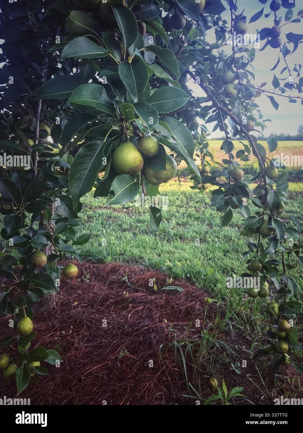 Droop drooping hi-res stock photography and images - Alamy