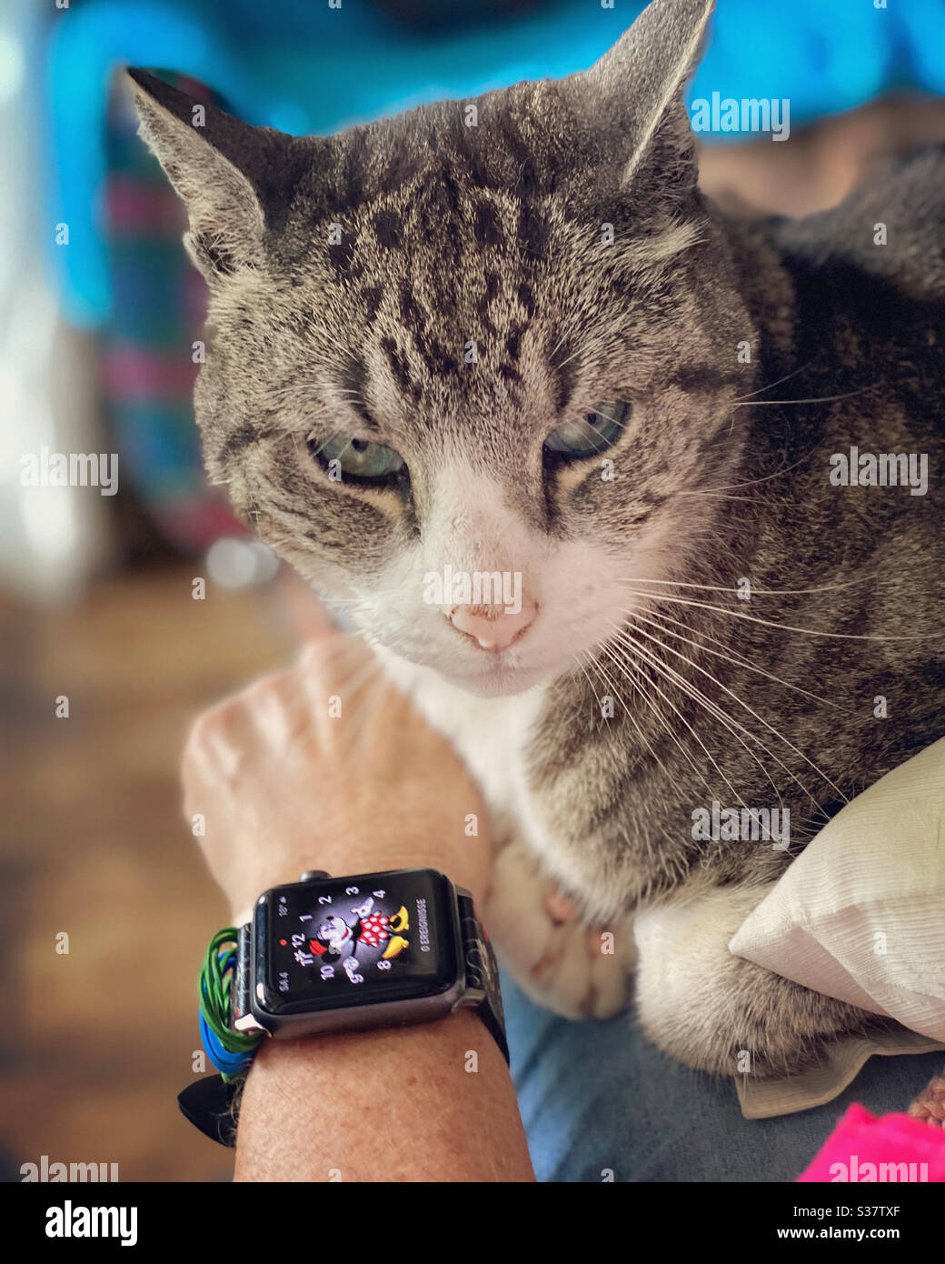 Time for cat, always Stock Photo - Alamy