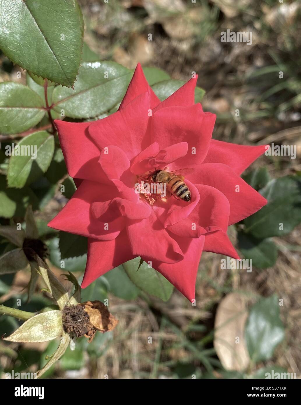 Honeybee getting pollen from a red rose Stock Photo - Alamy