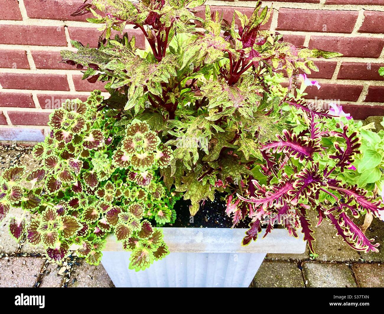 Coleus pot hi-res stock photography and images - Alamy
