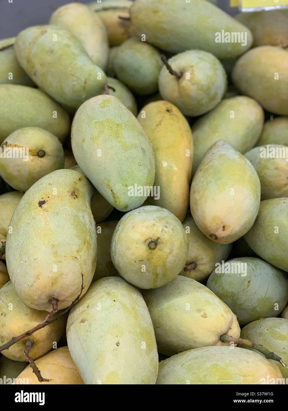 Very big mango hi-res stock photography and images - Alamy