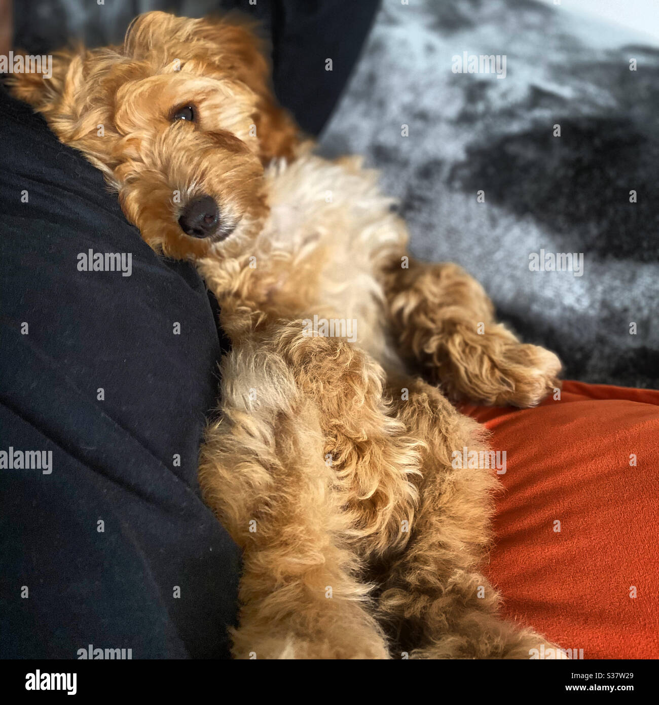 Black cockapoo puppy hi-res stock photography and images - Alamy