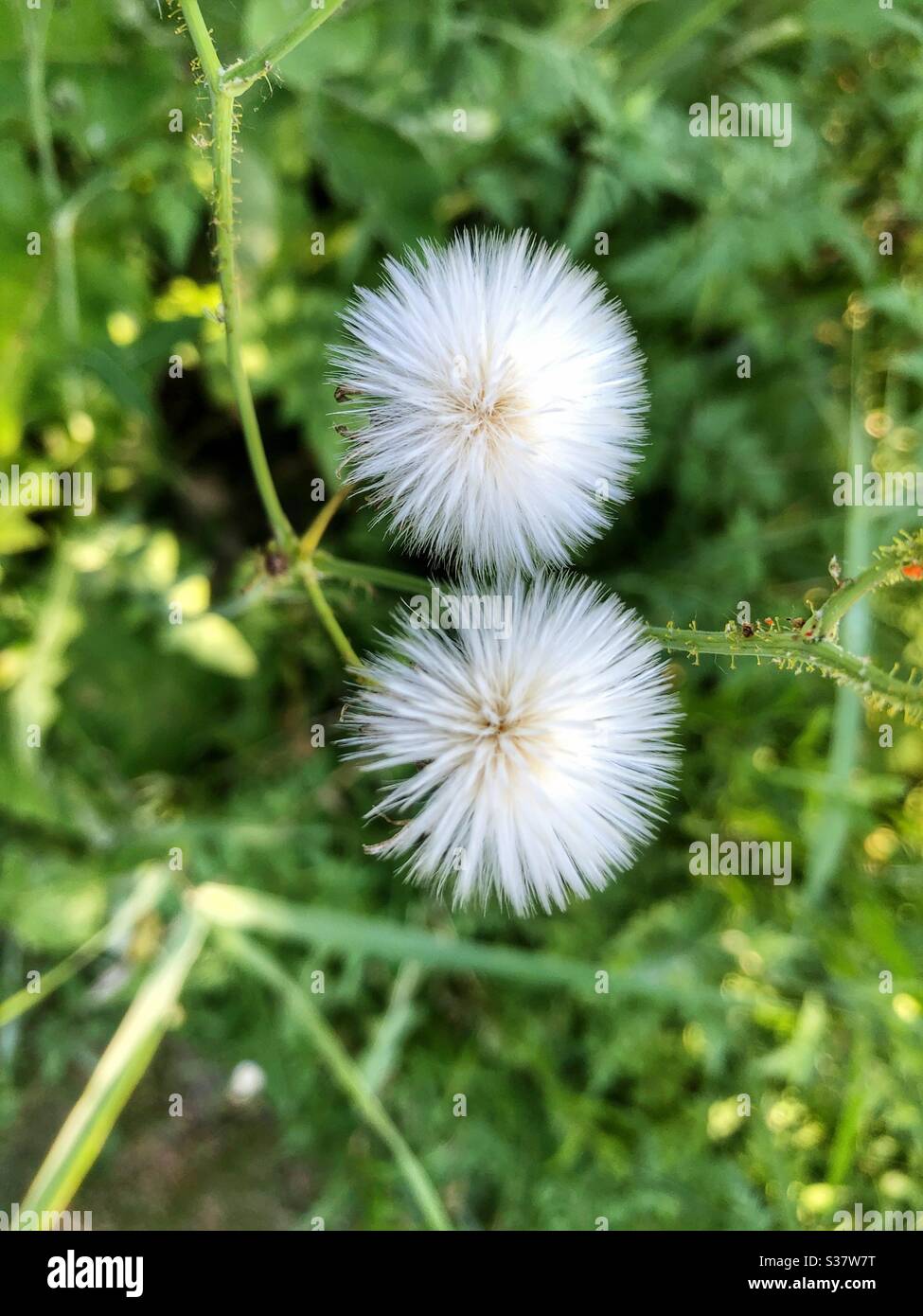 Two delicate flowers hi-res stock photography and images - Alamy