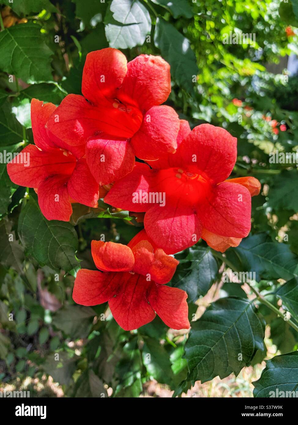 Bright red blooms on a flowering tree Stock Photo - Alamy