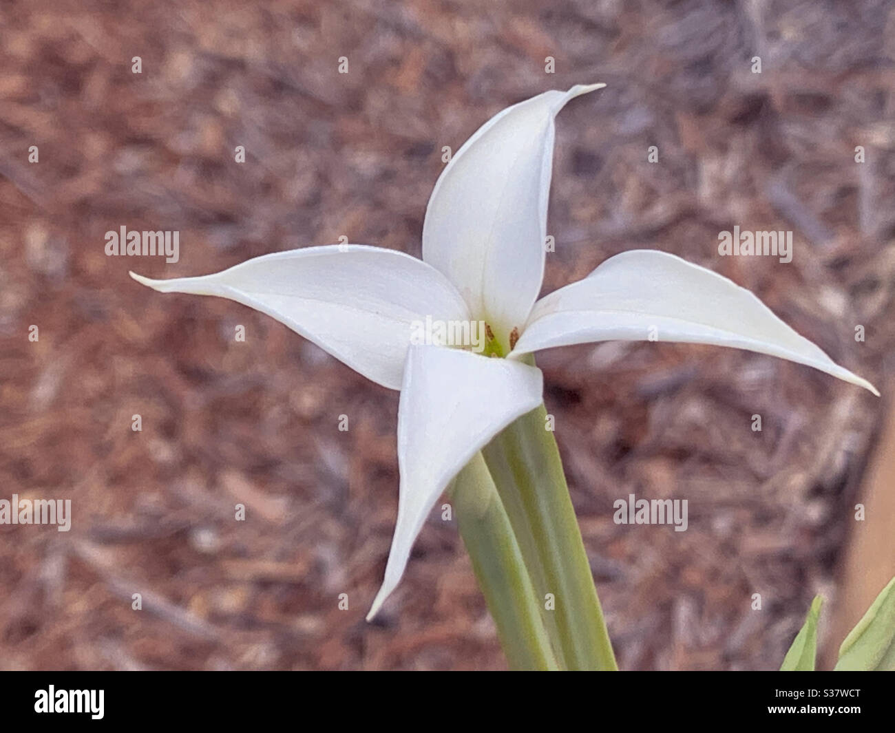 Flower of pointed hi-res stock photography and images - Alamy