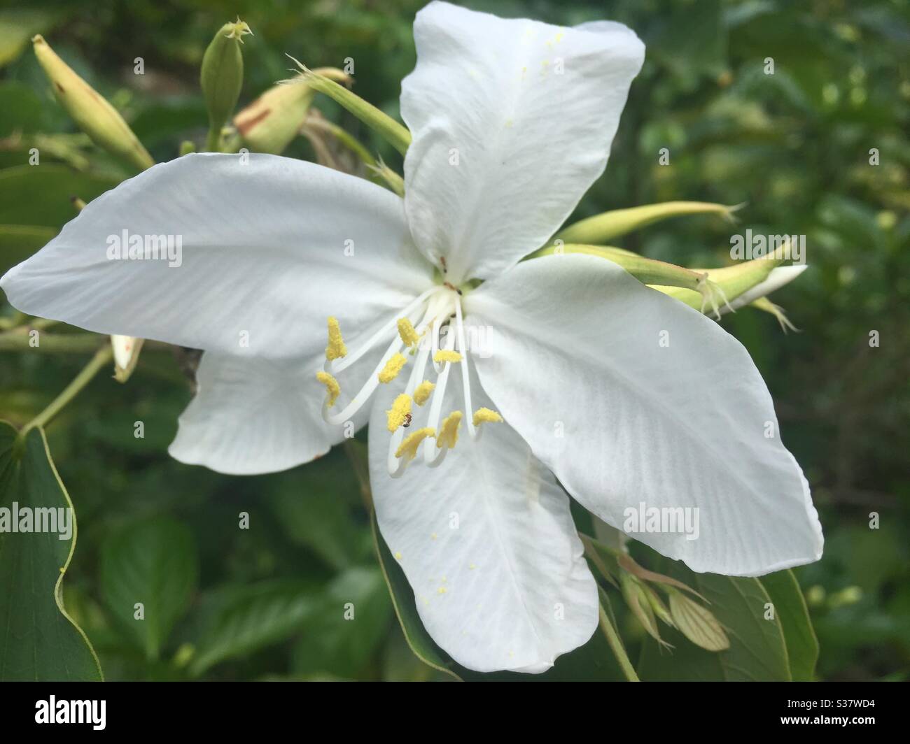 The bauhinia hi-res stock photography and images - Alamy