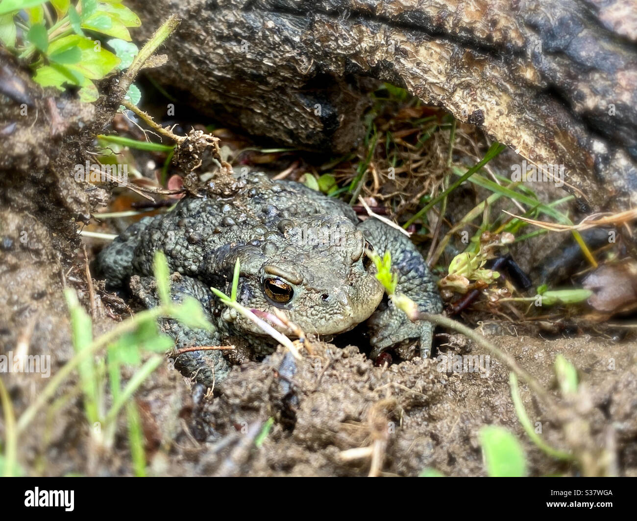Frogs amphibians hi-res stock photography and images - Alamy