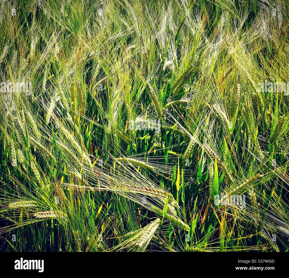 Wheat fields blowing in the wind hi-res stock photography and images ...