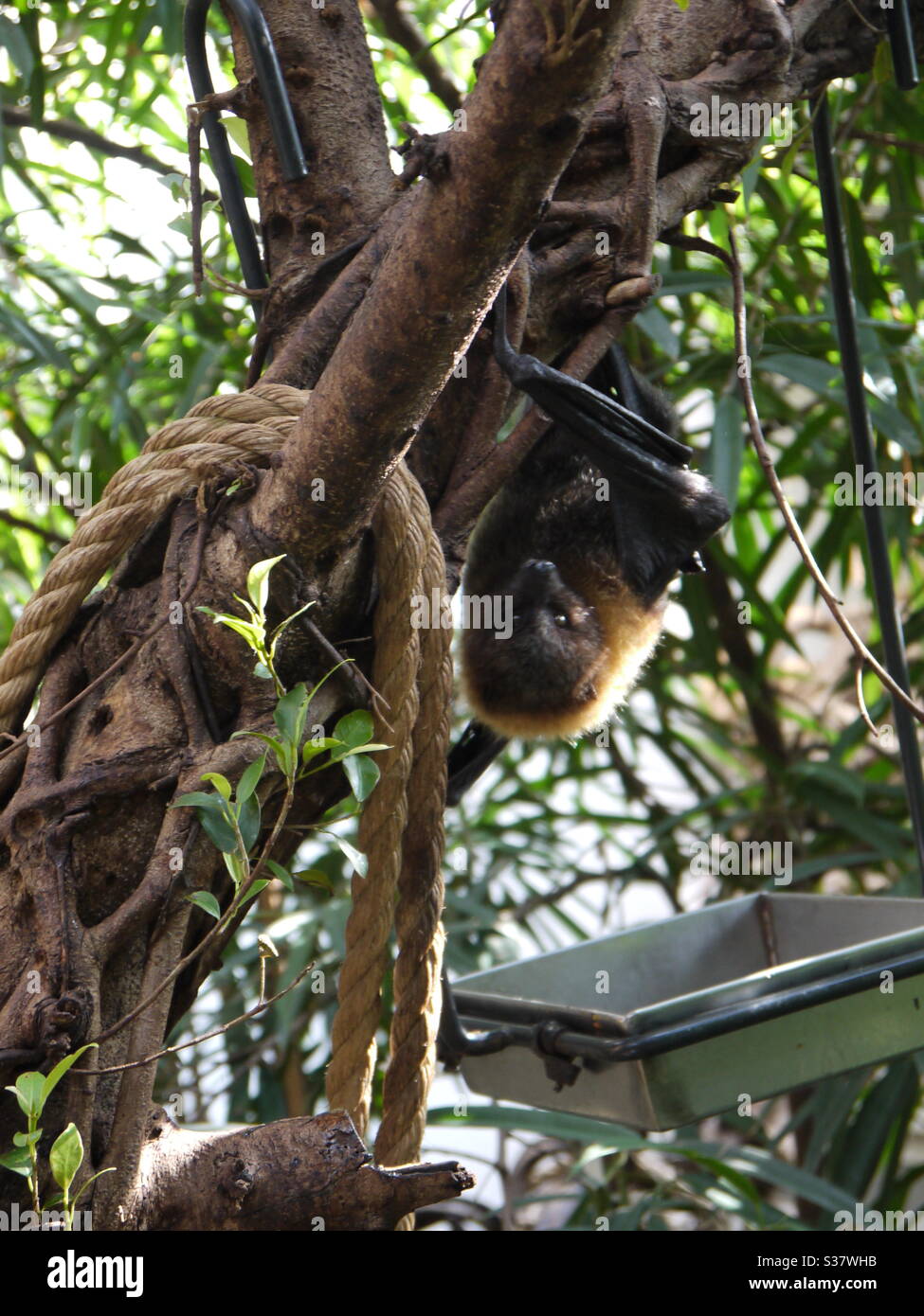 Rodrigues flying fox hi-res stock photography and images - Alamy