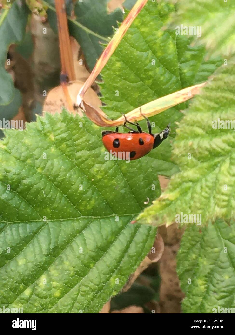 Little ladybirds hi-res stock photography and images - Alamy