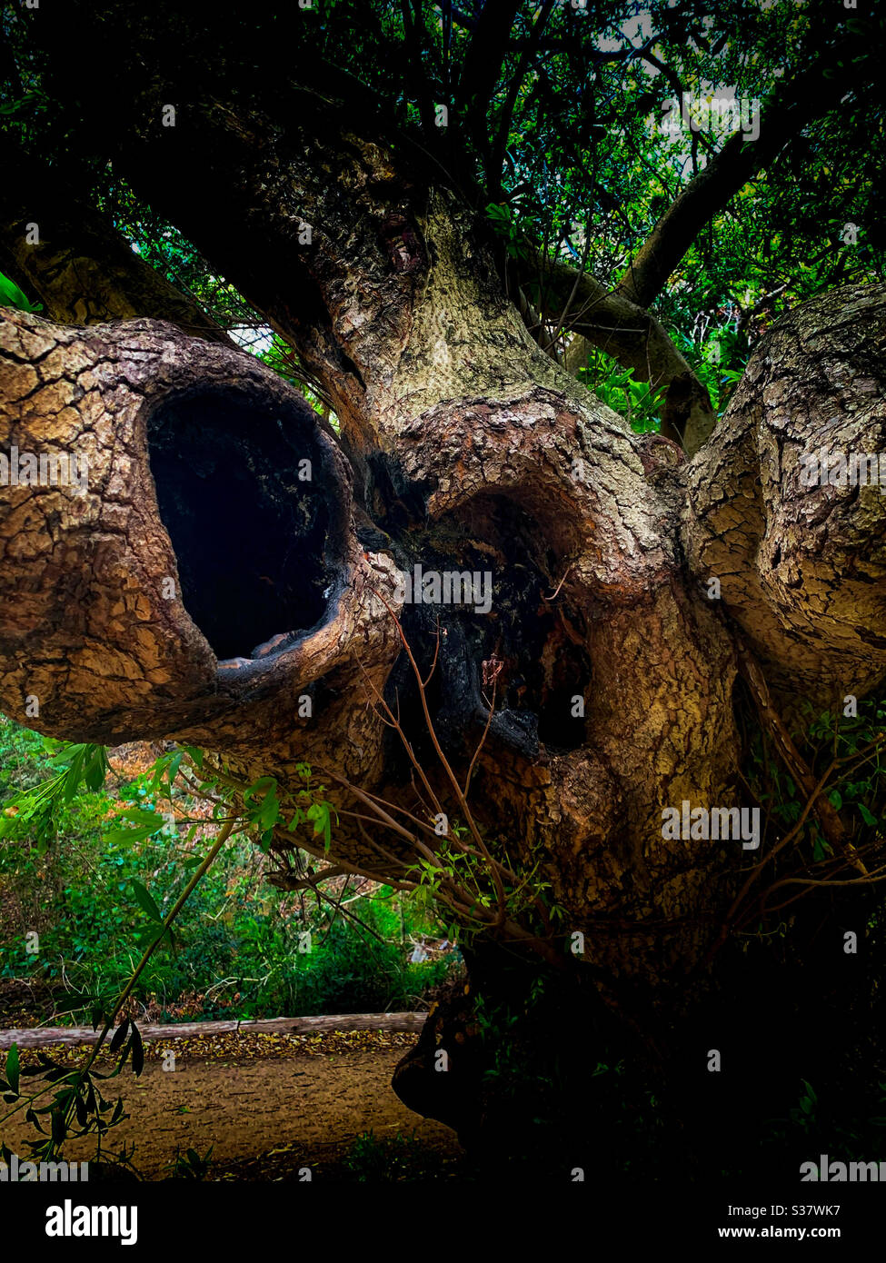 Burned trunk hi-res stock photography and images - Alamy