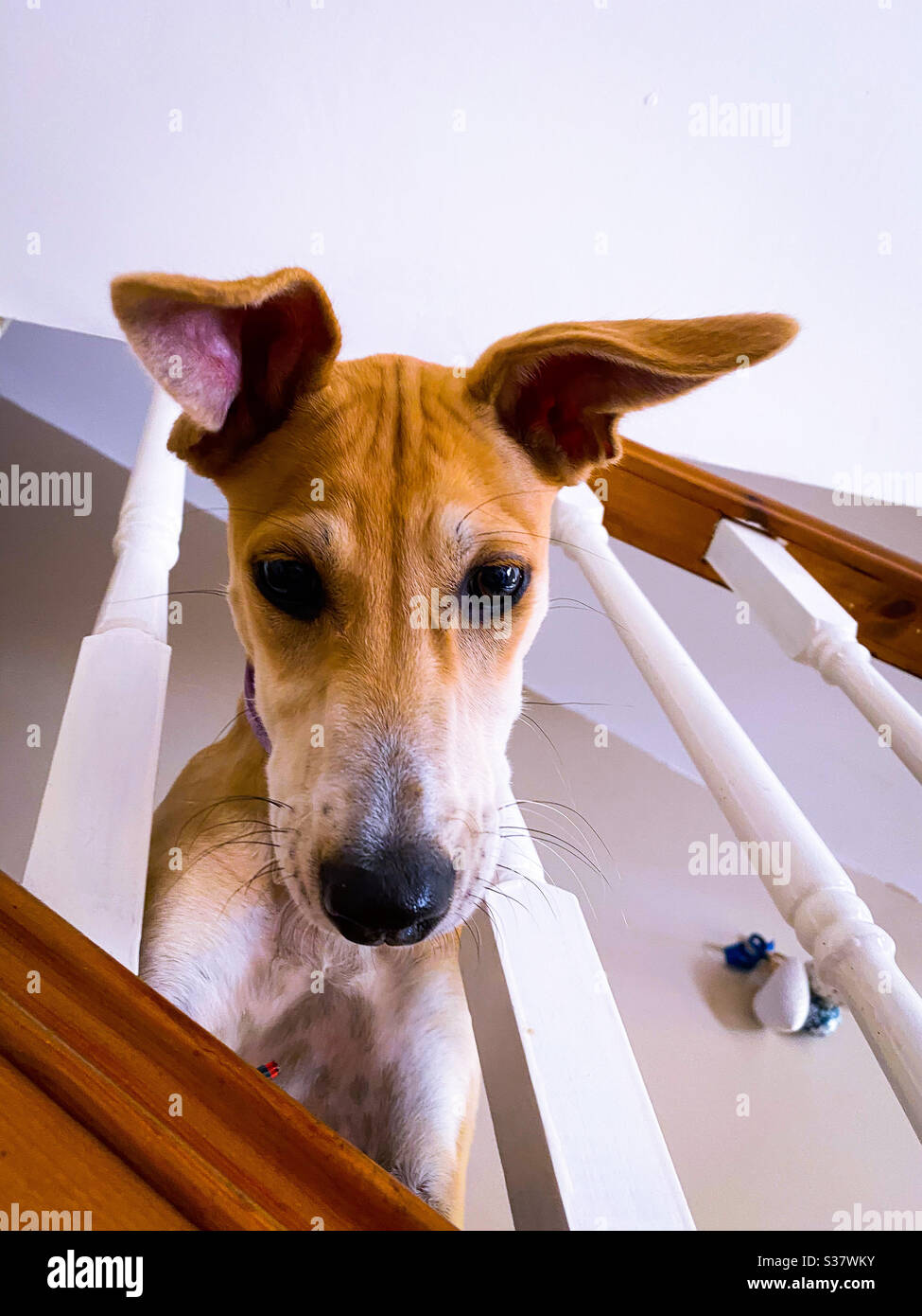 Lurcher head hi-res stock photography and images - Alamy